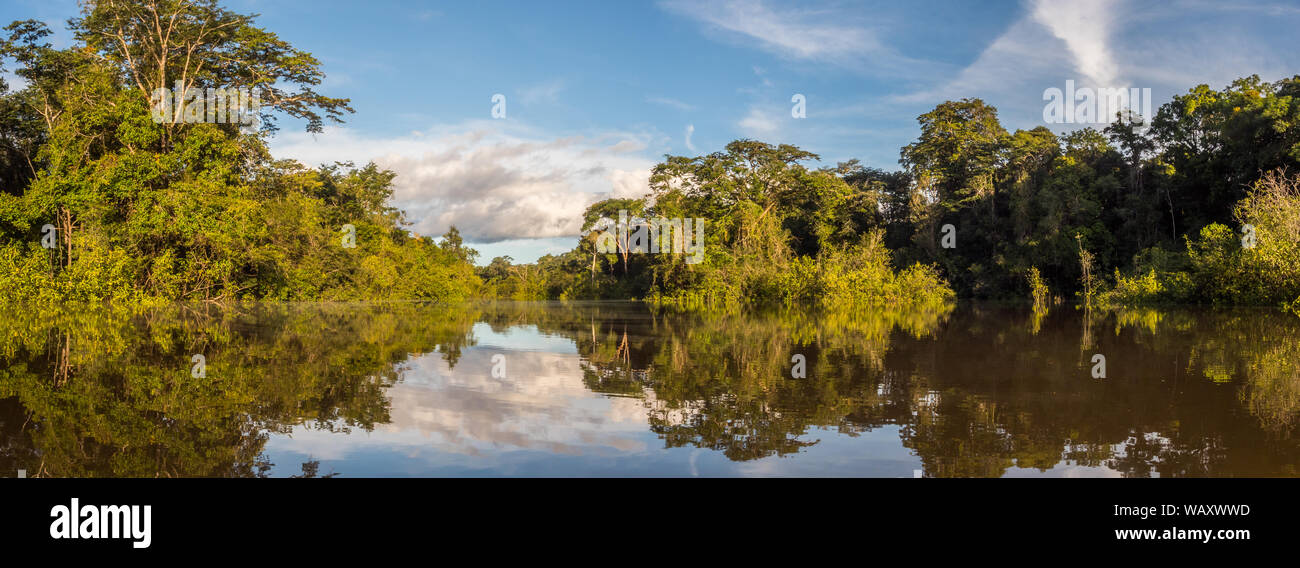Panoramic view of Coati Lagoon near the Javari River, the tributary of ...