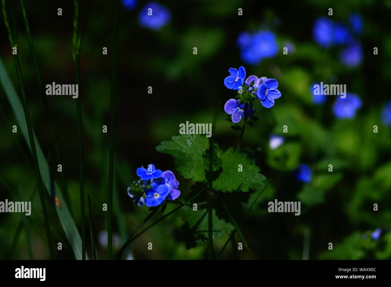 blue flower, summer nature walk through fields and meadows Stock Photo ...