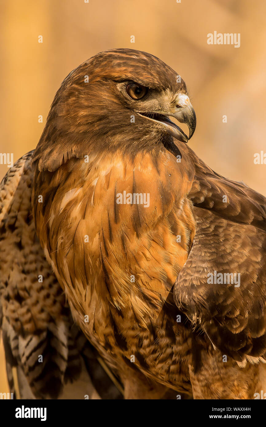 Red-Tailed Hawk portrait Stock Photo - Alamy