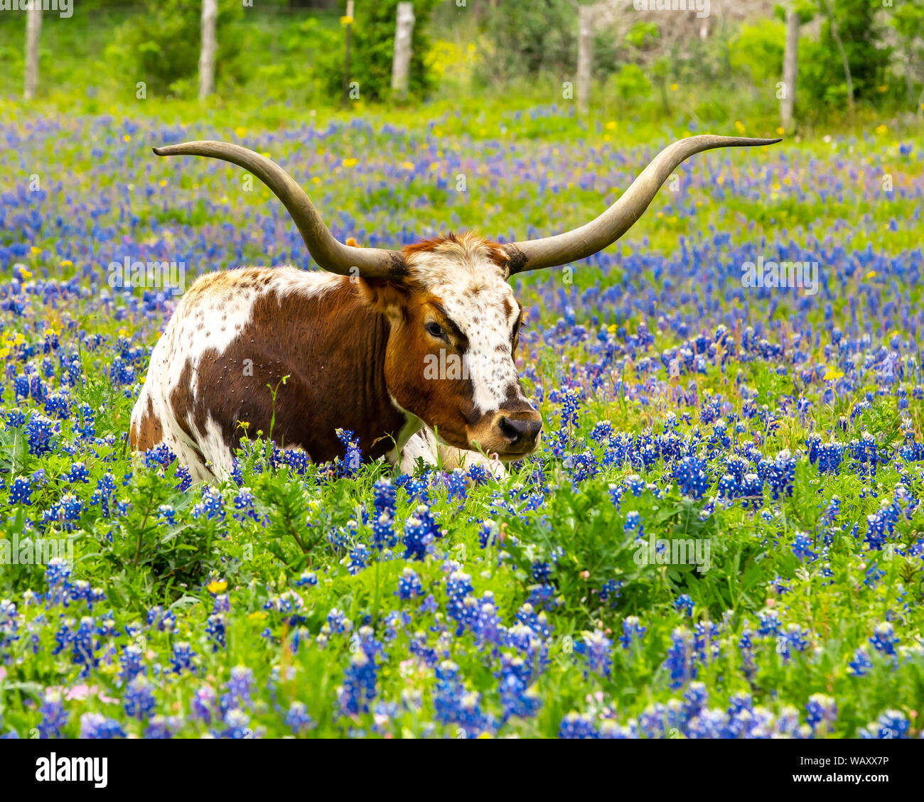 University of texas longhorn fight hi-res stock photography and images ...
