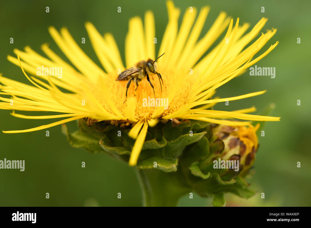 High resolution bee photo hi-res stock photography and images - Alamy