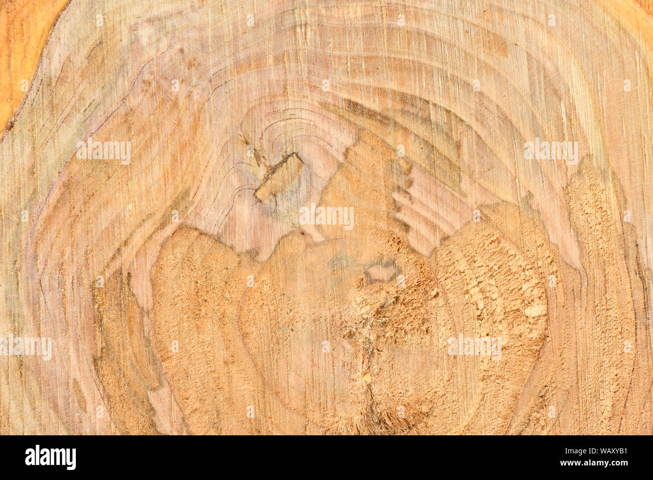 Top view of the surface of the fresh stump with annual rings closeup ...