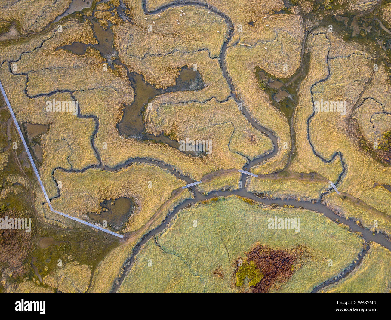 Aerial top down view of tidal marshland with natural meandering ...