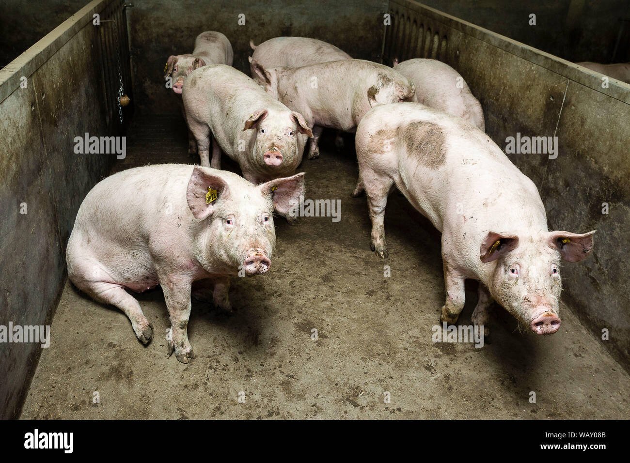 Varkens hi-res stock photography and images - Alamy