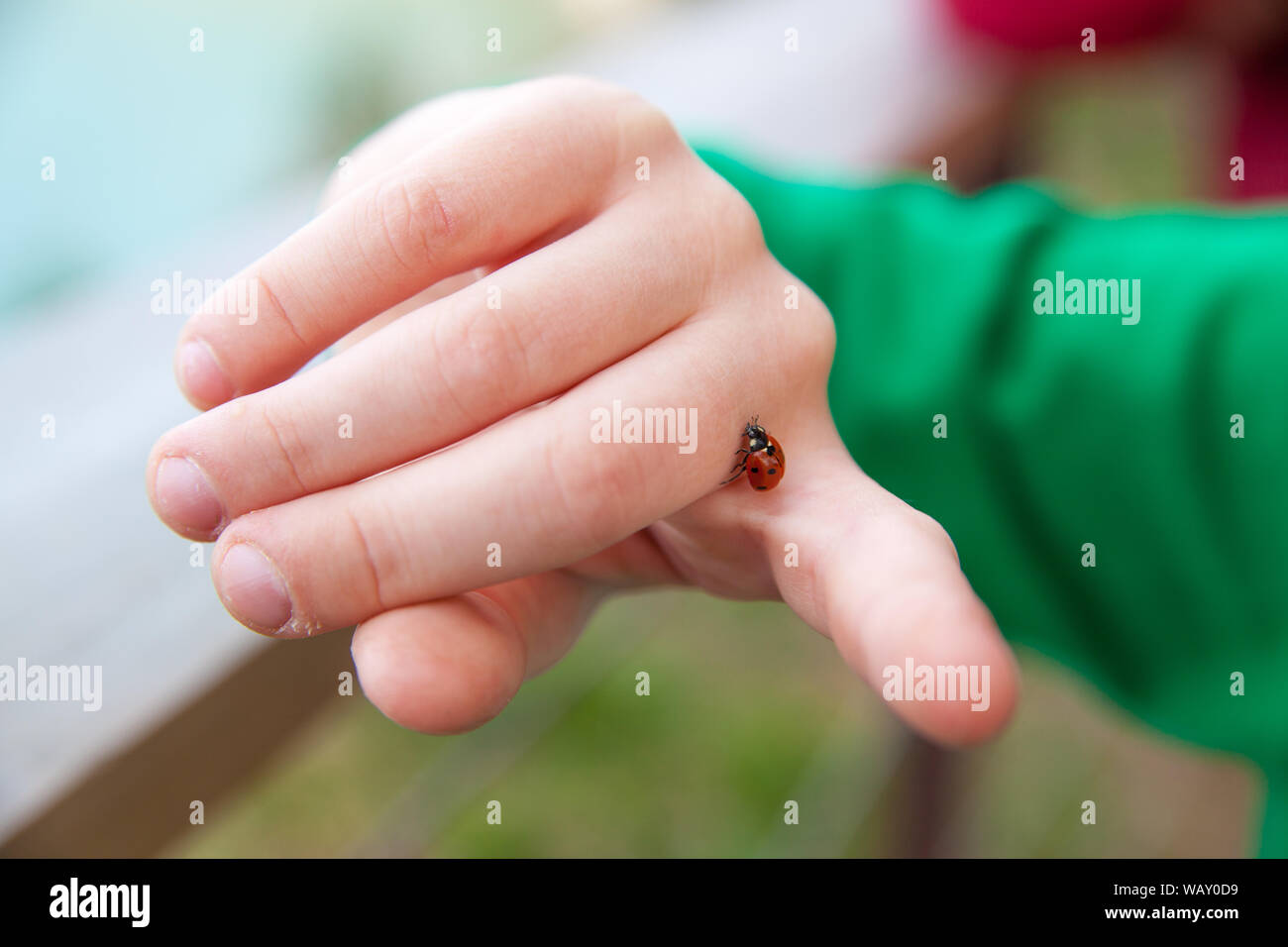 Ladybug crawling on a child's hand Stock Photo - Alamy