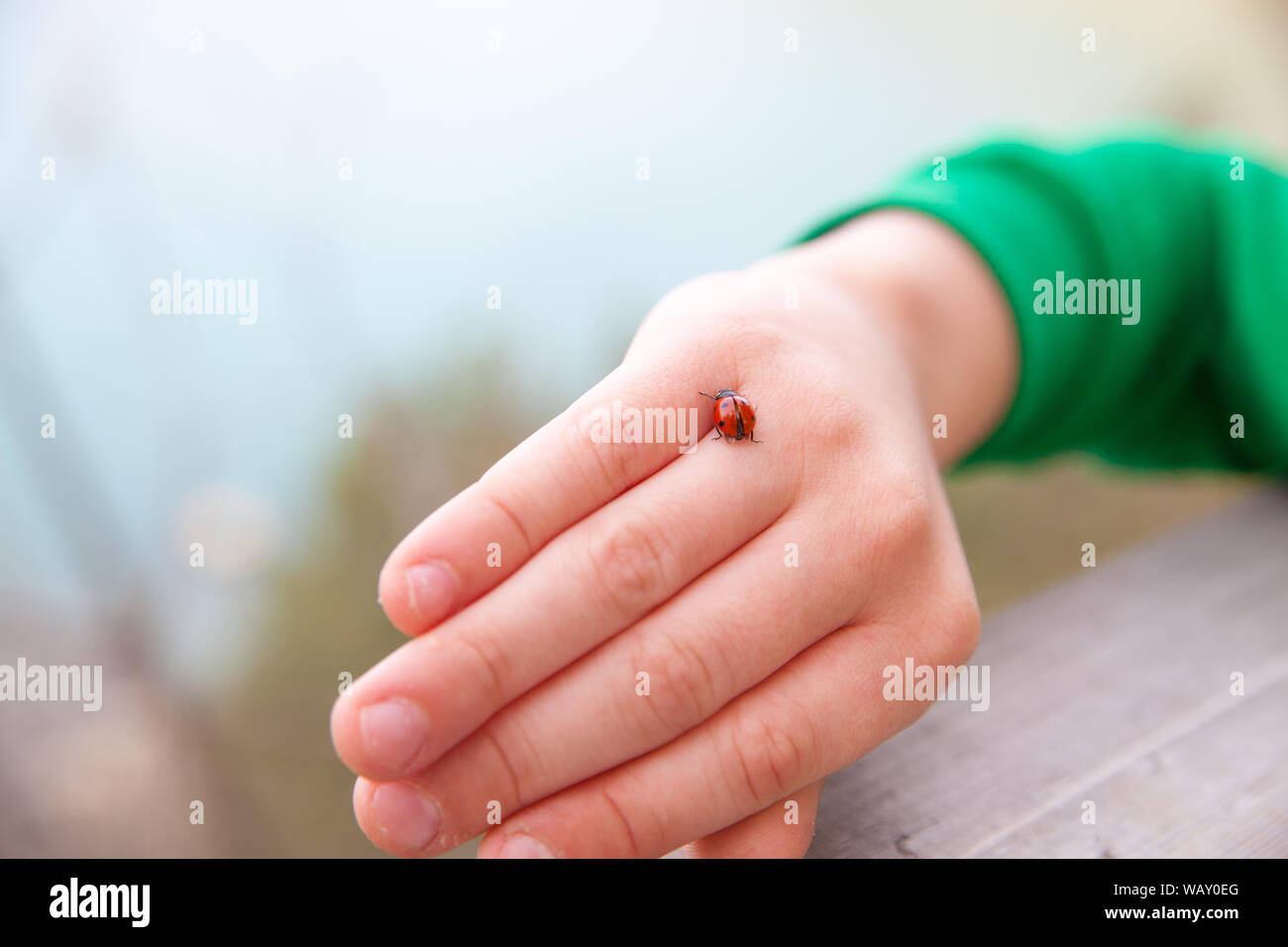 Child holding a beetle hi-res stock photography and images - Alamy