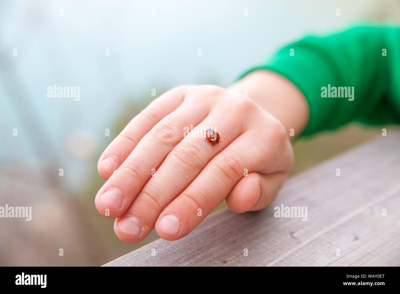 Ladybug hand hi-res stock photography and images - Alamy