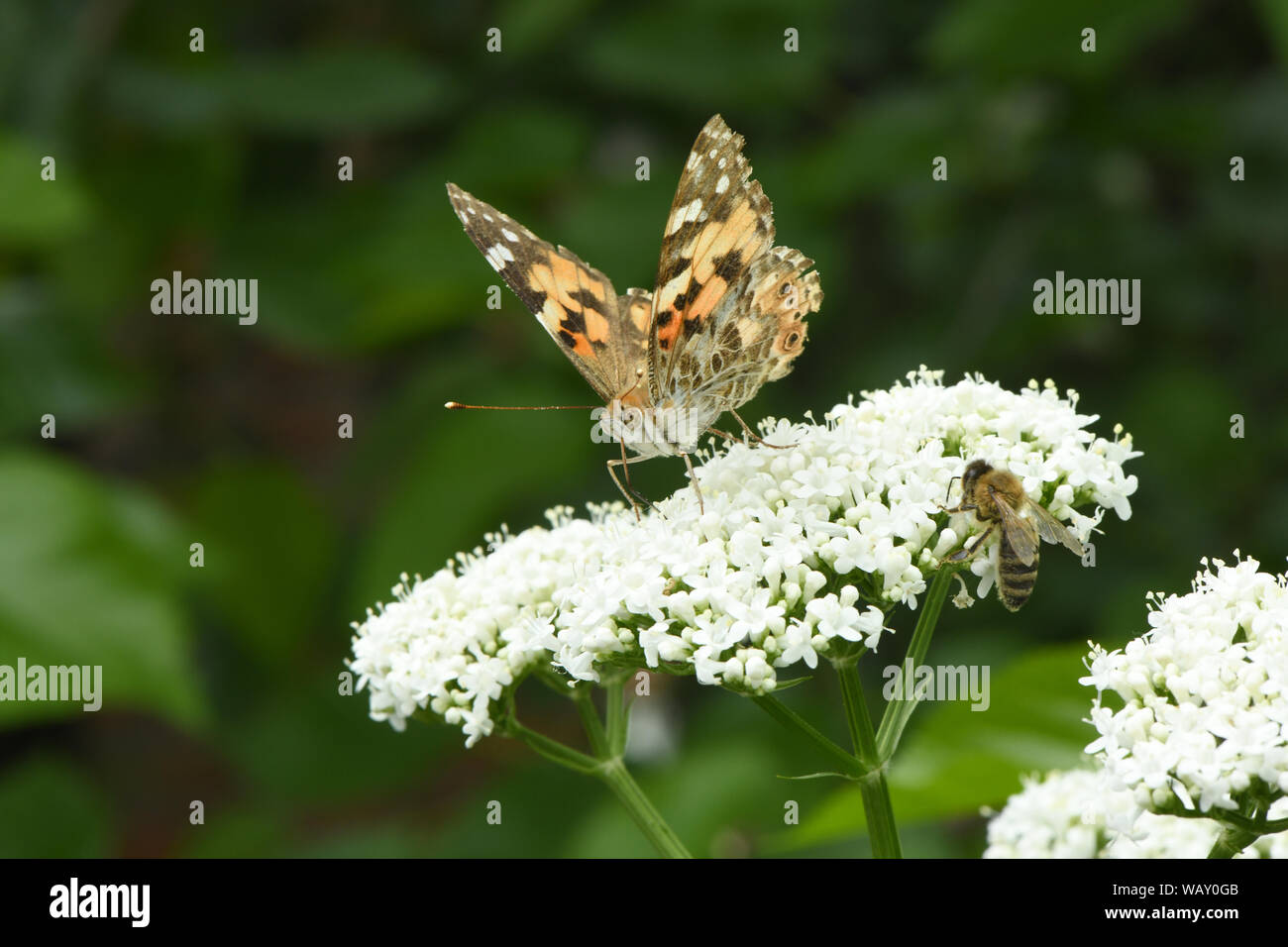 Beautiful painted lady (Vanessa cardui) pollinating at bright valerian ...