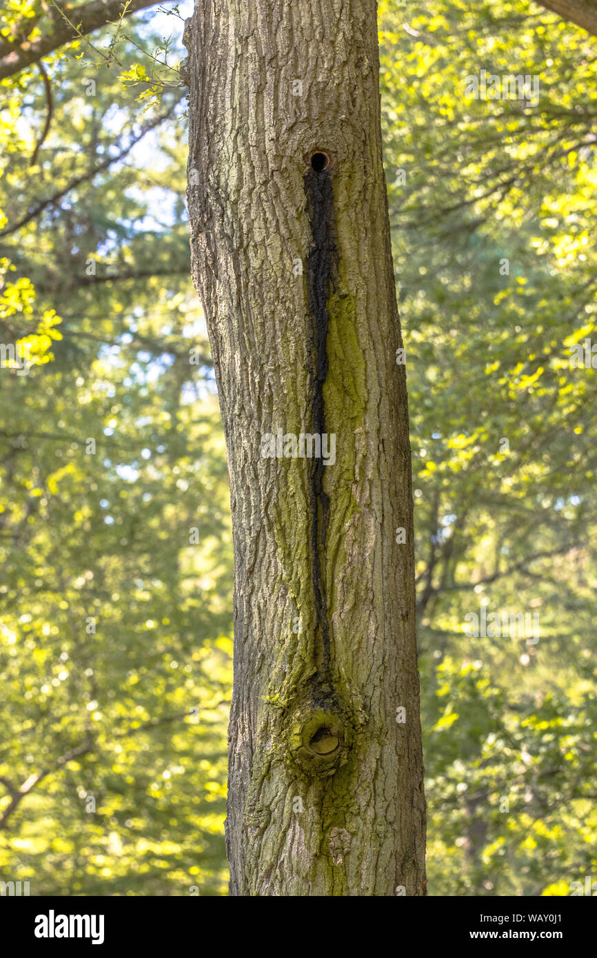 Bat roost colony in tree cavity of old woodpecker nest with typical ...
