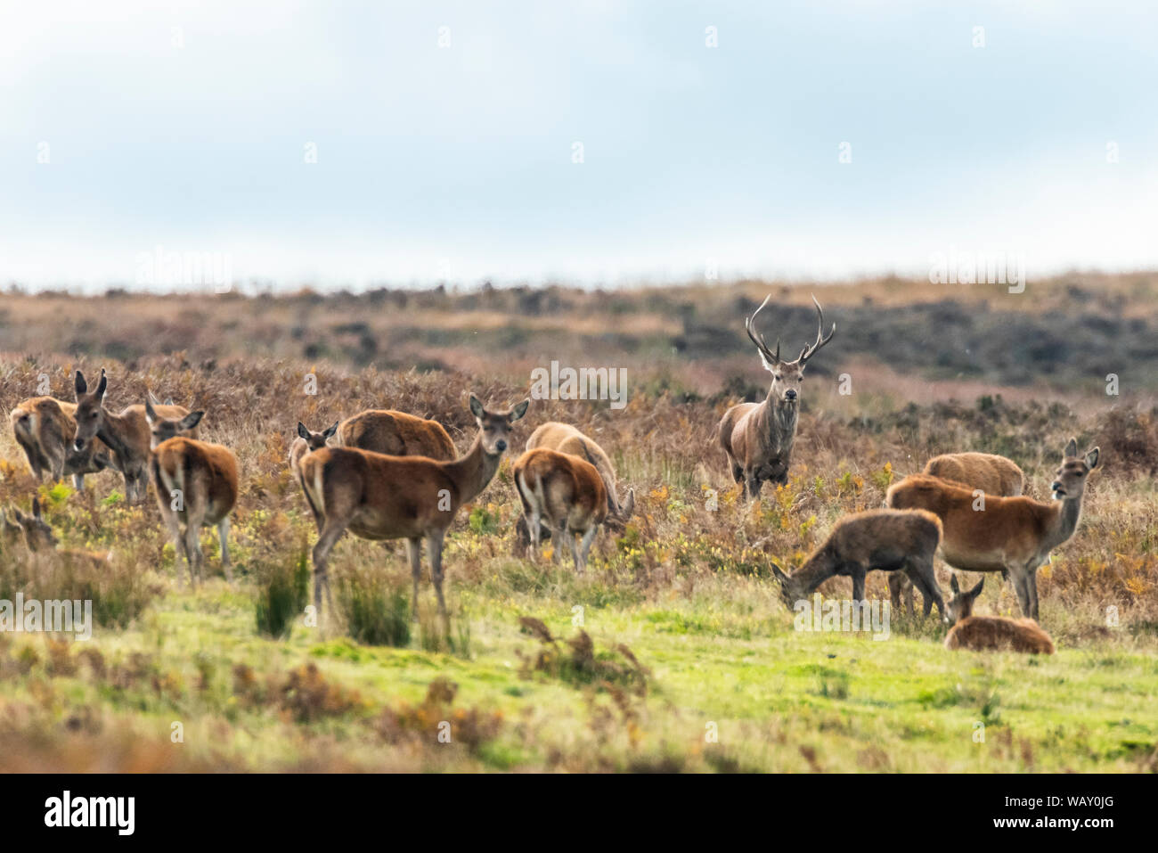 Red deer on Exmoor, stag facing camera Stock Photo - Alamy