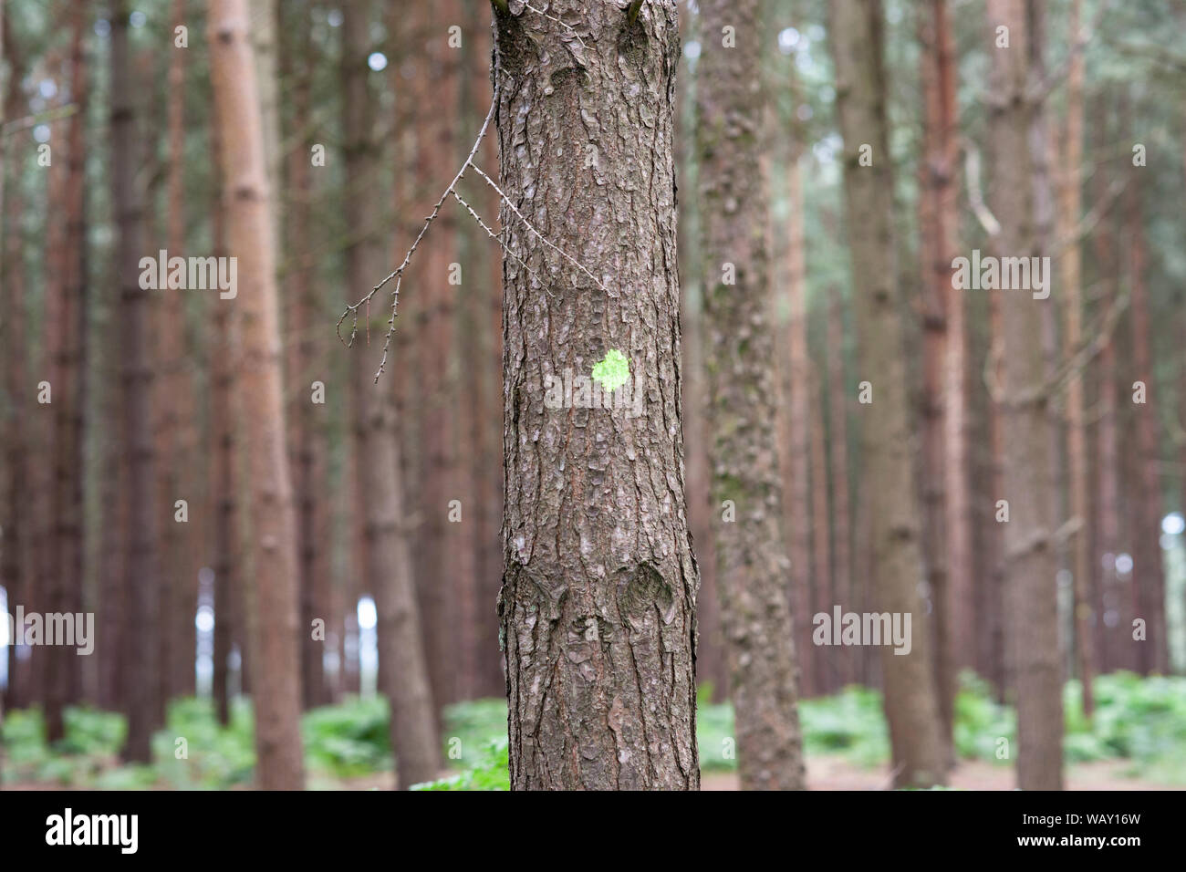 tree with green dot, Cannock Chase, Staffordshire Stock Photo - Alamy