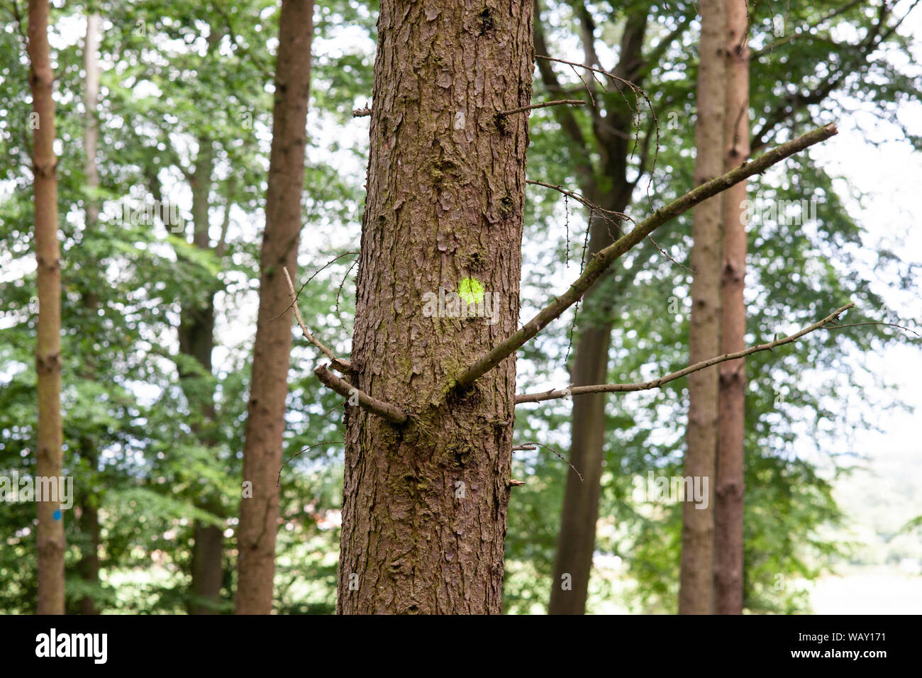 Cannock chase tree hi-res stock photography and images - Alamy