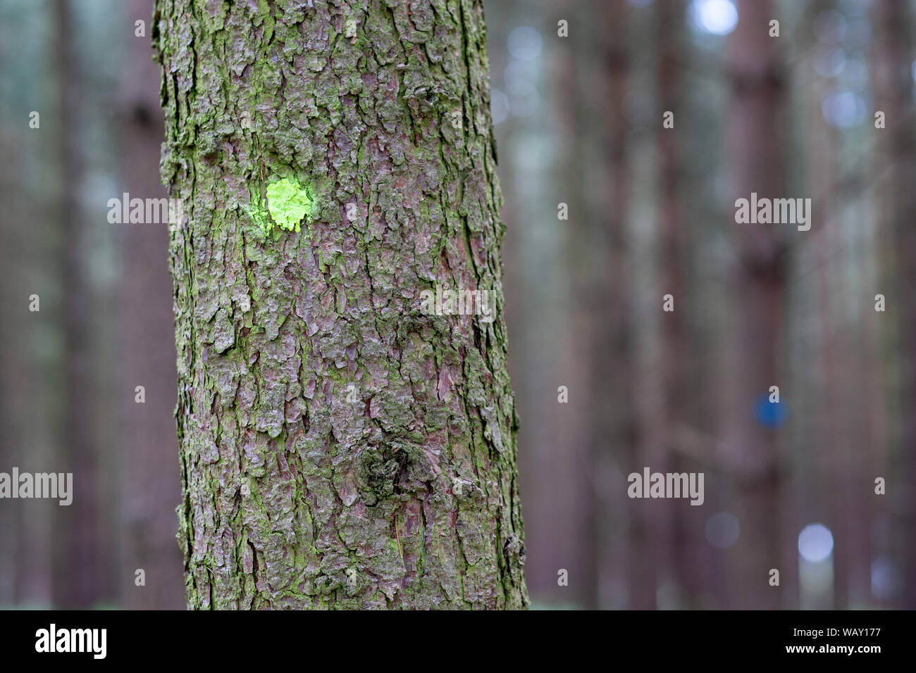 Cannock chase trees hi-res stock photography and images - Alamy