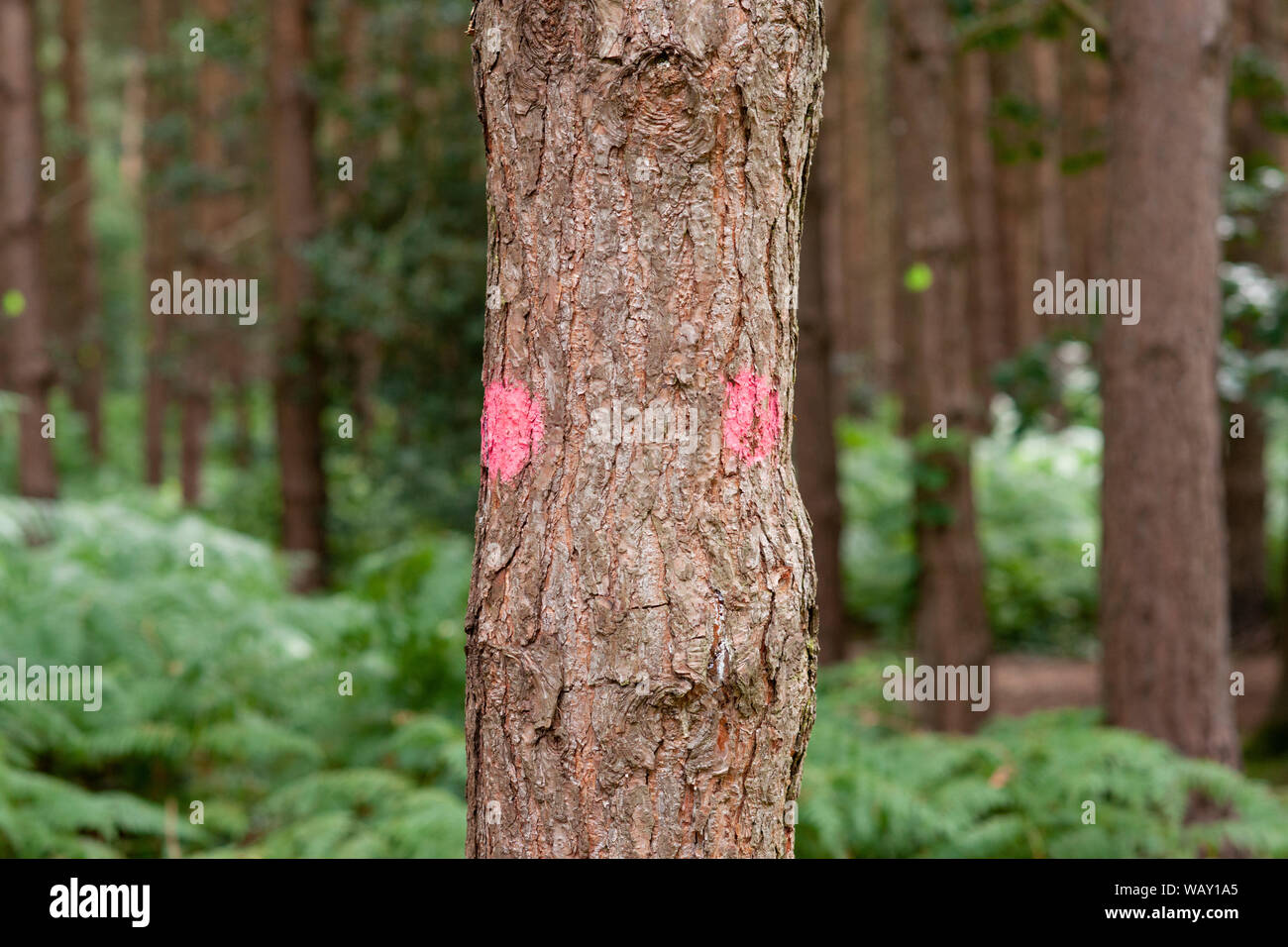 tree with red dots on Cannock Chase, Staffordshire Stock Photo - Alamy