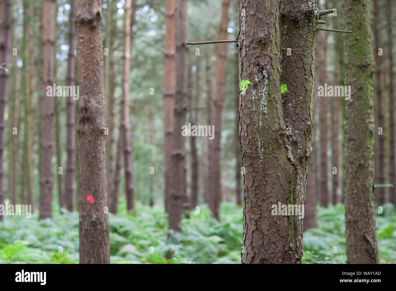 Cannock chase trees hi-res stock photography and images - Alamy