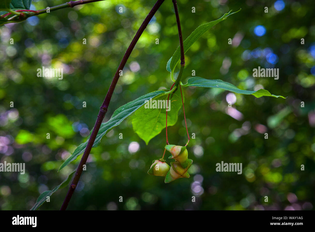Euonymus europaeus, Spindle tree Stock Photo - Alamy
