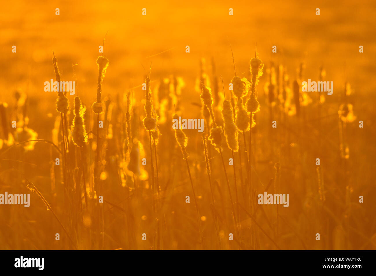 Common Bulrush (Typha latifolia) seeding in autumn under orange light ...