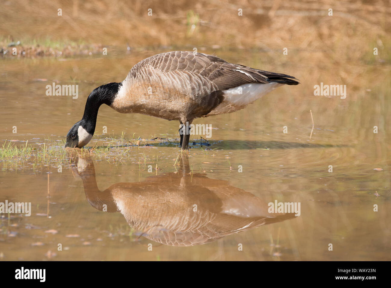 Adult canadian goose in the muddy water eating stuff on the bottom of ...