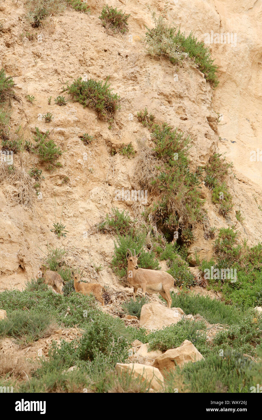 Ibex kids hi-res stock photography and images - Alamy