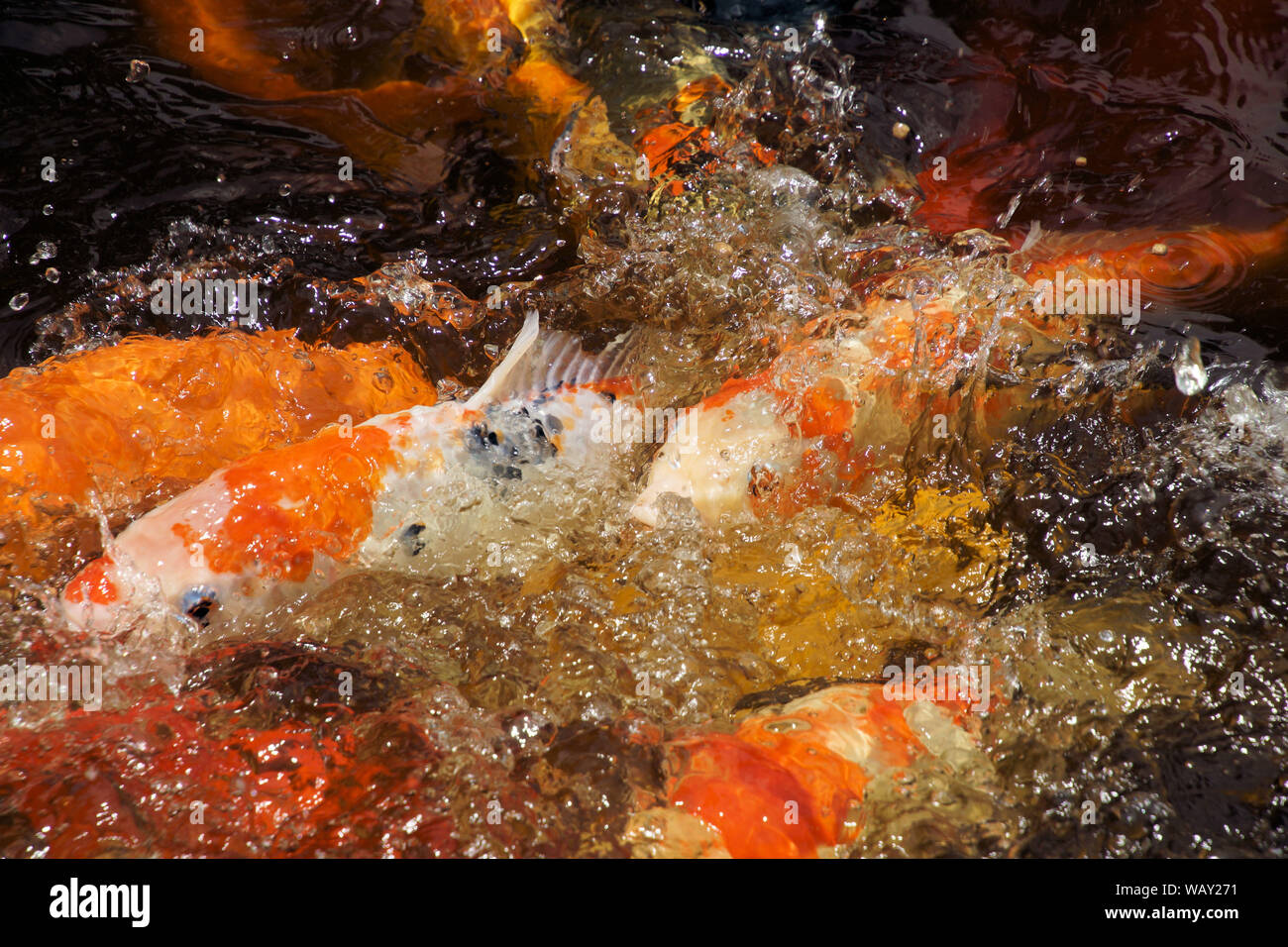 Goldfish water splash hi-res stock photography and images - Alamy