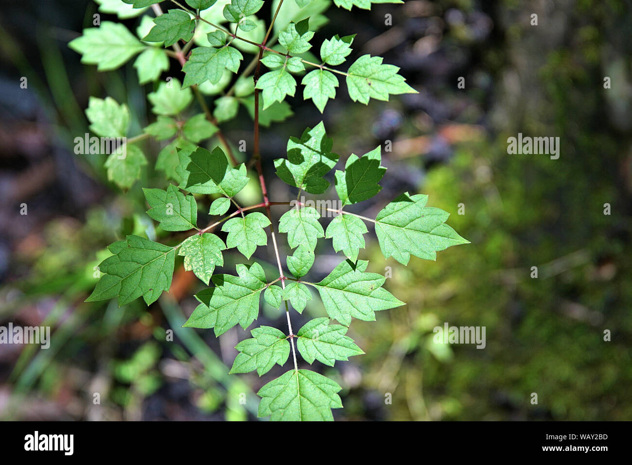 Abstract foliage in the garden with light playing on the shapes Stock ...