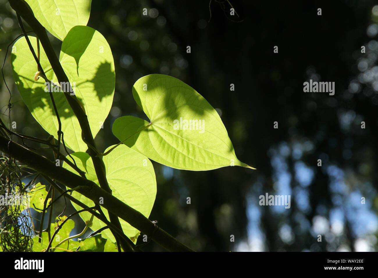 Beauty of foliage hi-res stock photography and images - Alamy