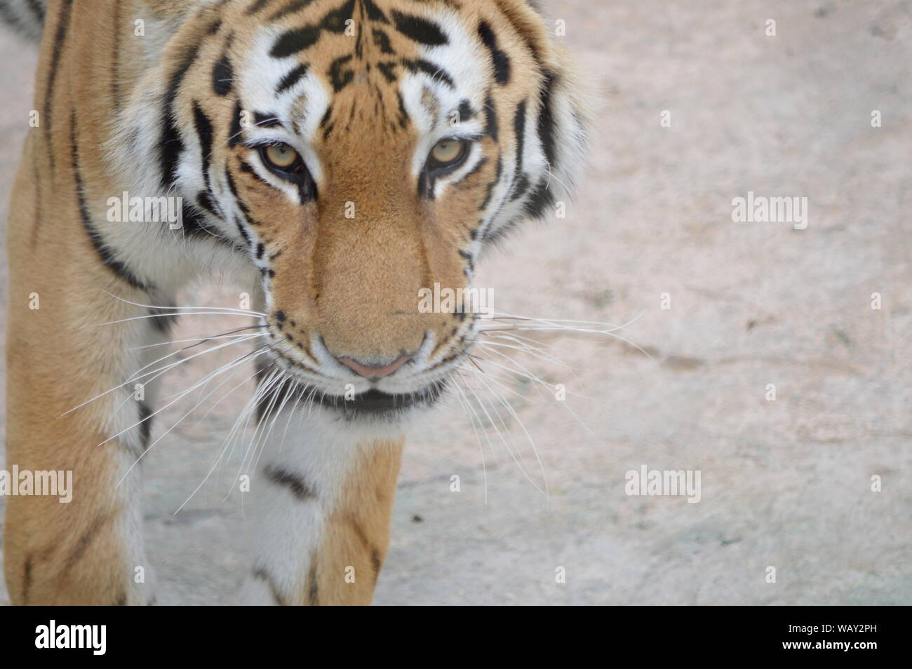 Beautiful Tiger Face Stock Photo - Alamy