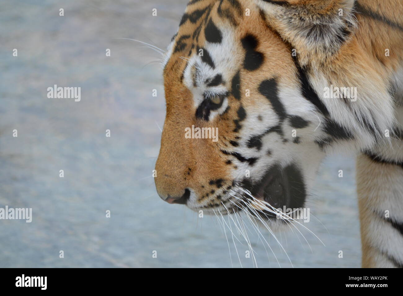 Beautiful Tiger Face Stock Photo - Alamy