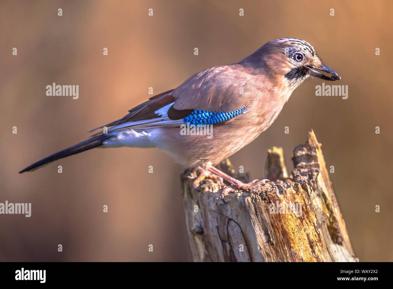 Eurasian jay (Garrulus glandarius) bird perched on tree trunk with ...