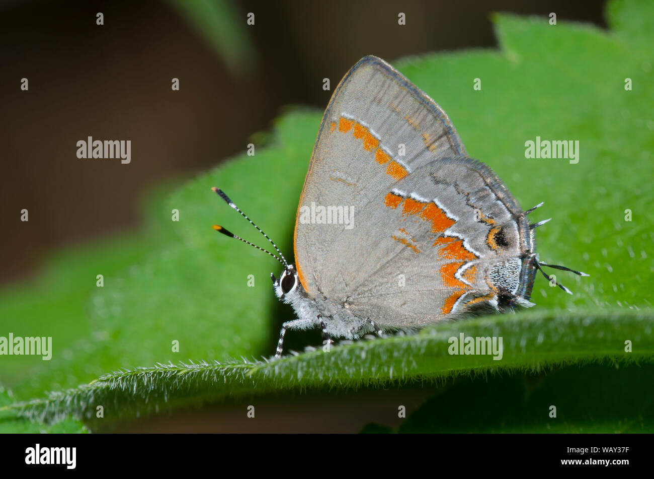 Cecrops hi-res stock photography and images - Alamy