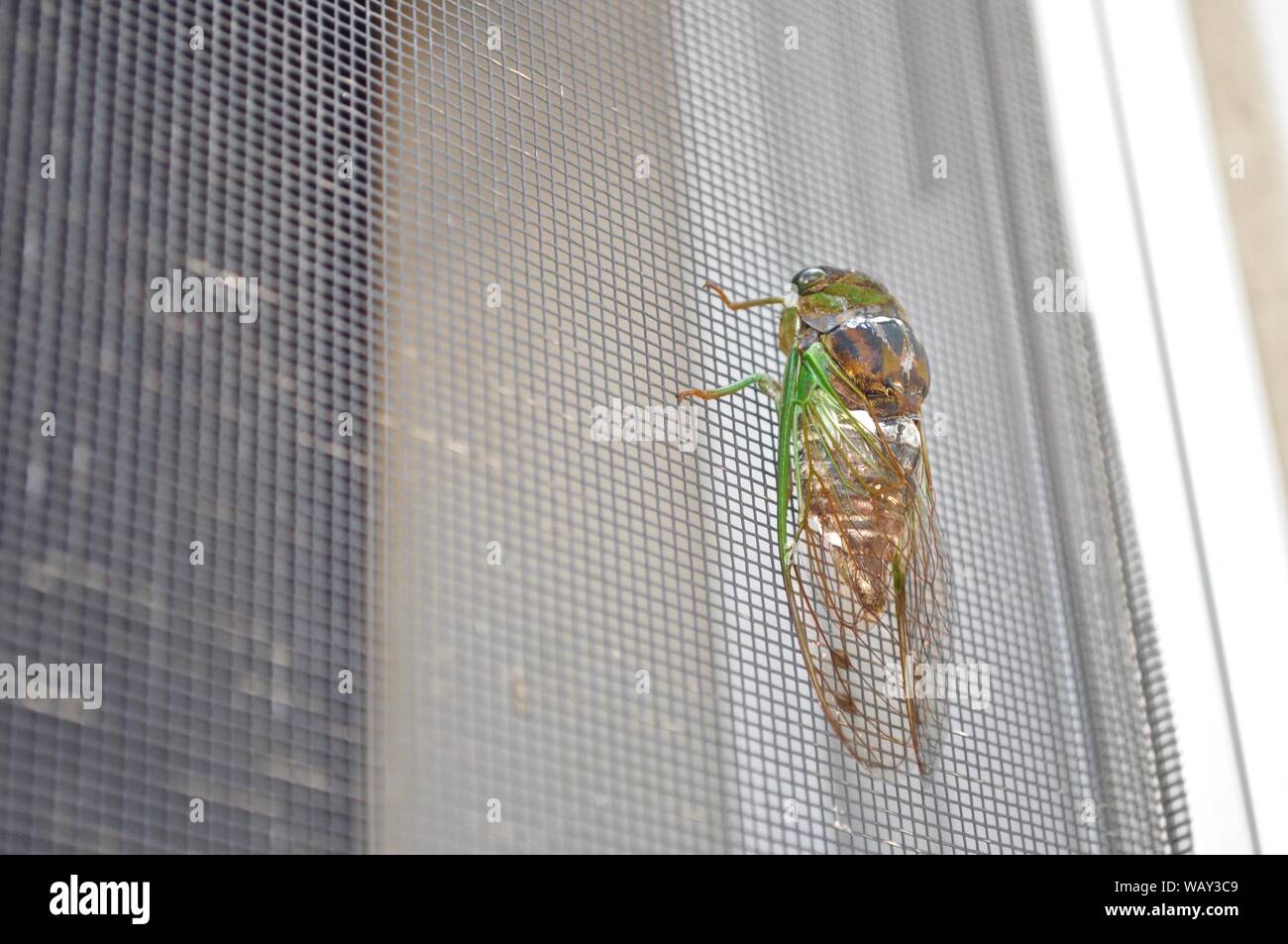Biggest fly hi-res stock photography and images - Alamy