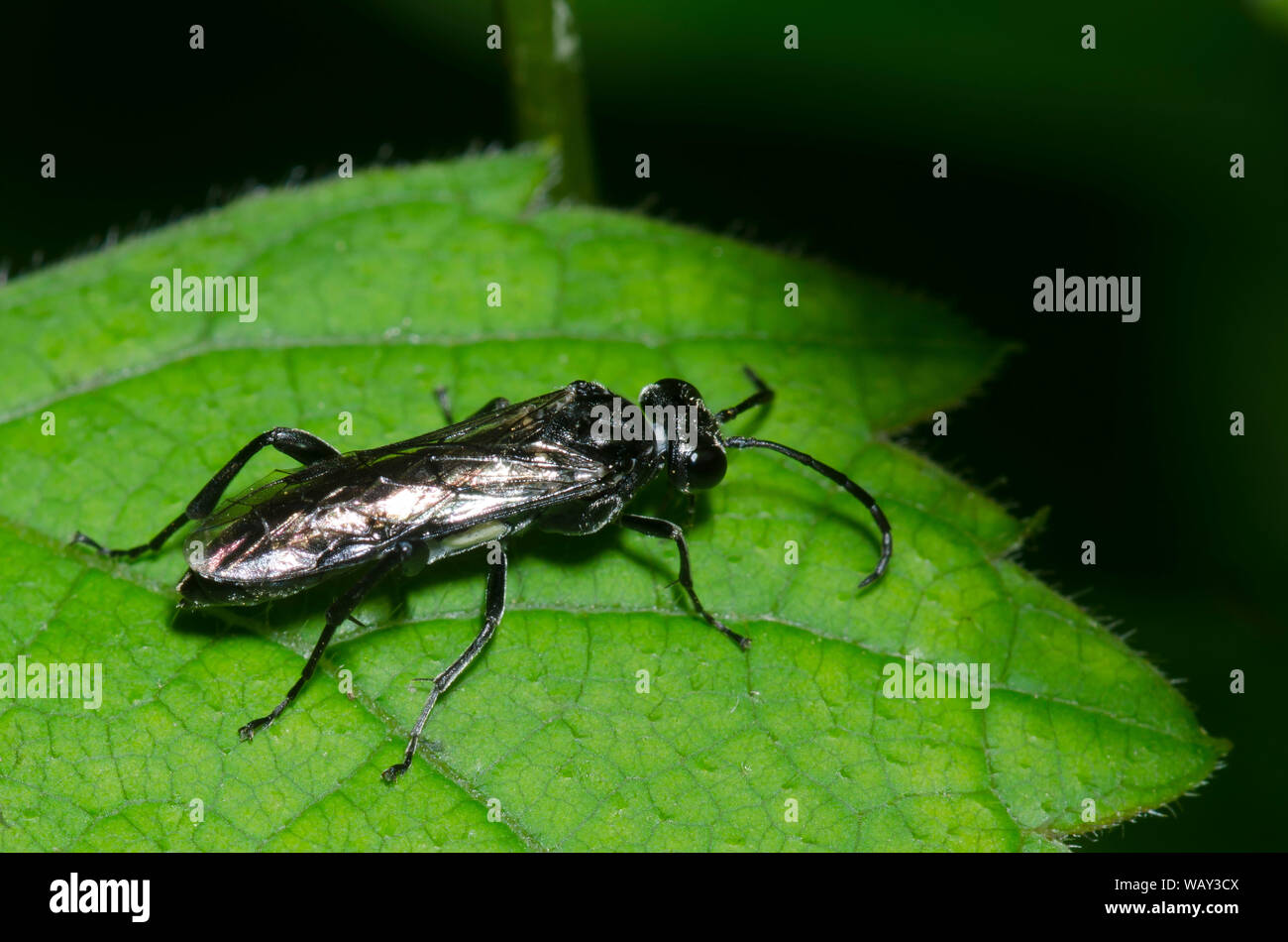 Common Sawfly, Family Tenthredinidae Stock Photo - Alamy