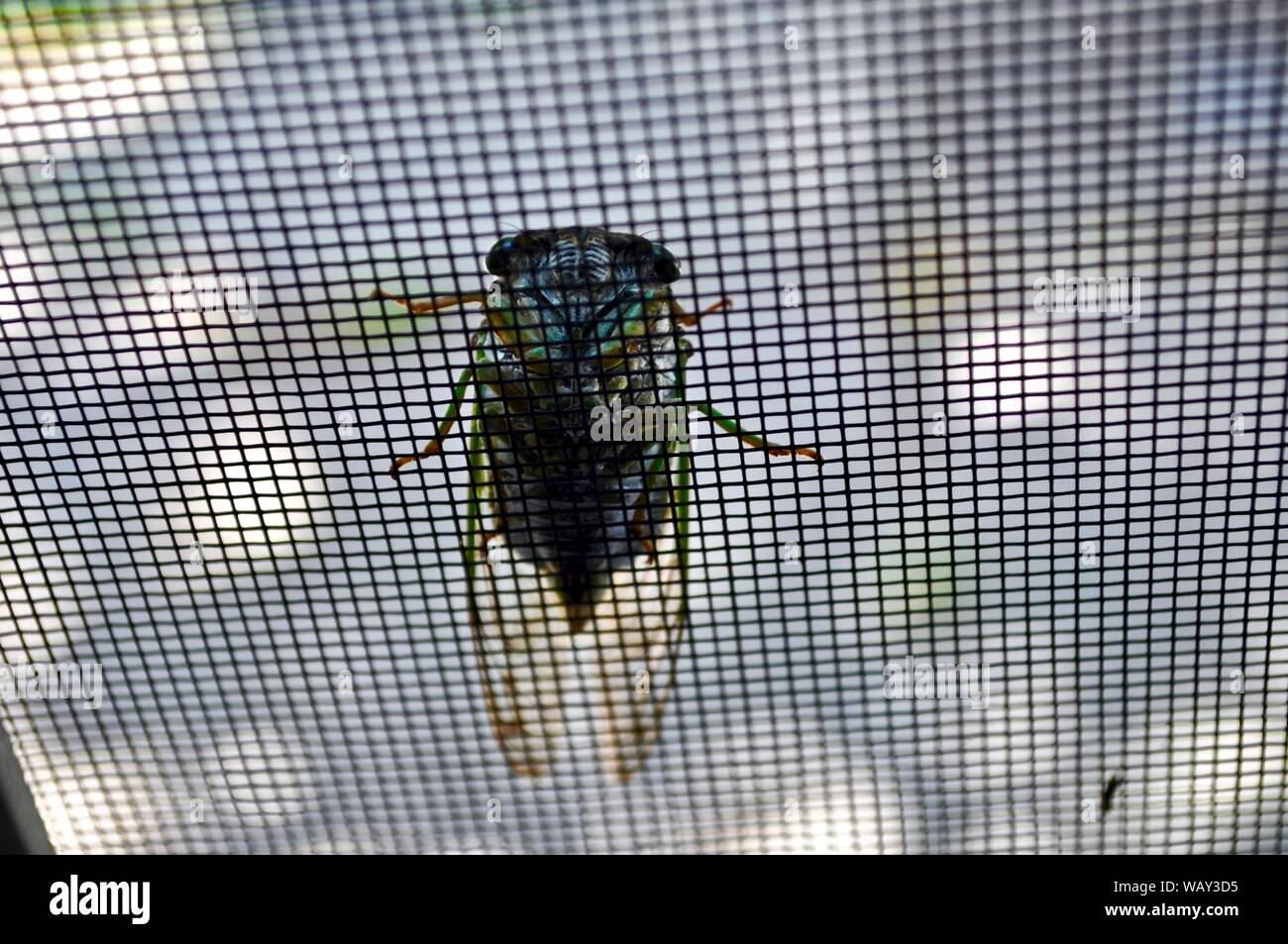The World Biggest Fly Stock Photo - Alamy