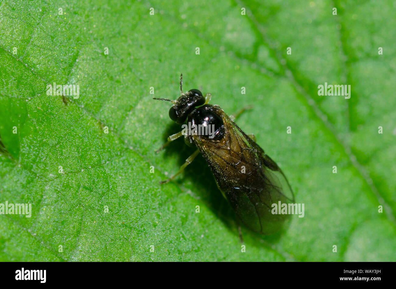 Pergidae hi-res stock photography and images - Alamy