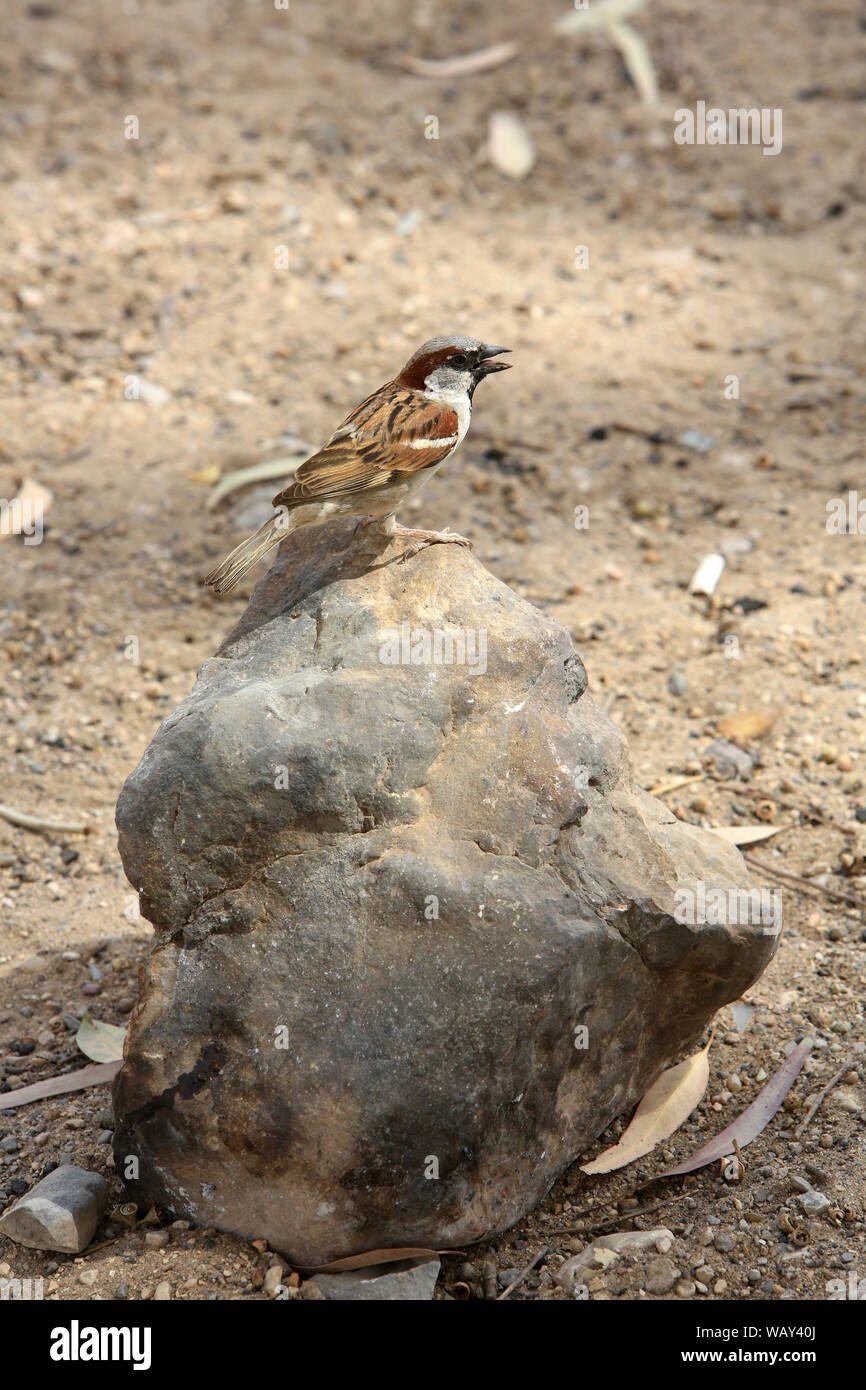 Vertebrata hi-res stock photography and images - Alamy