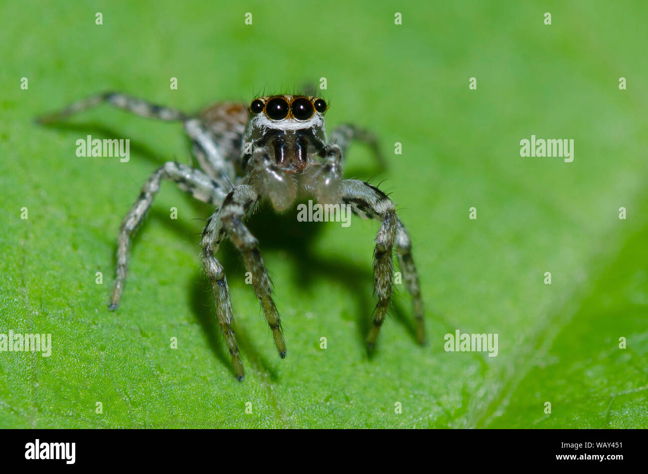 Dimorphic Jumping Spider, Maevia inclemens, male Stock Photo - Alamy
