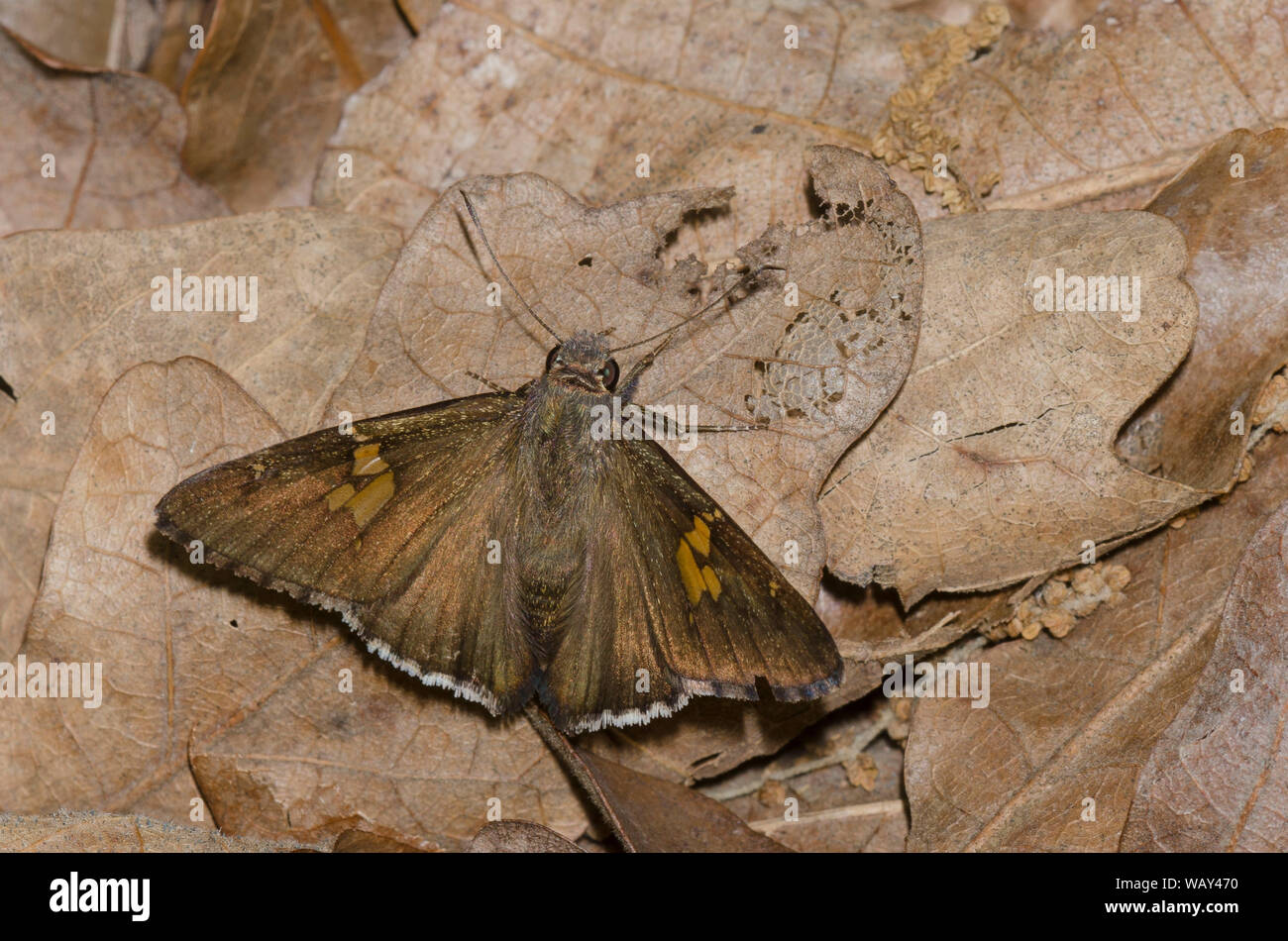 Hoary Edge, Cecropterus lyciades, male Stock Photo - Alamy