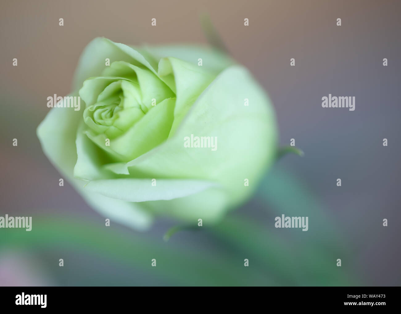 Lisianthus flower hi-res stock photography and images - Alamy