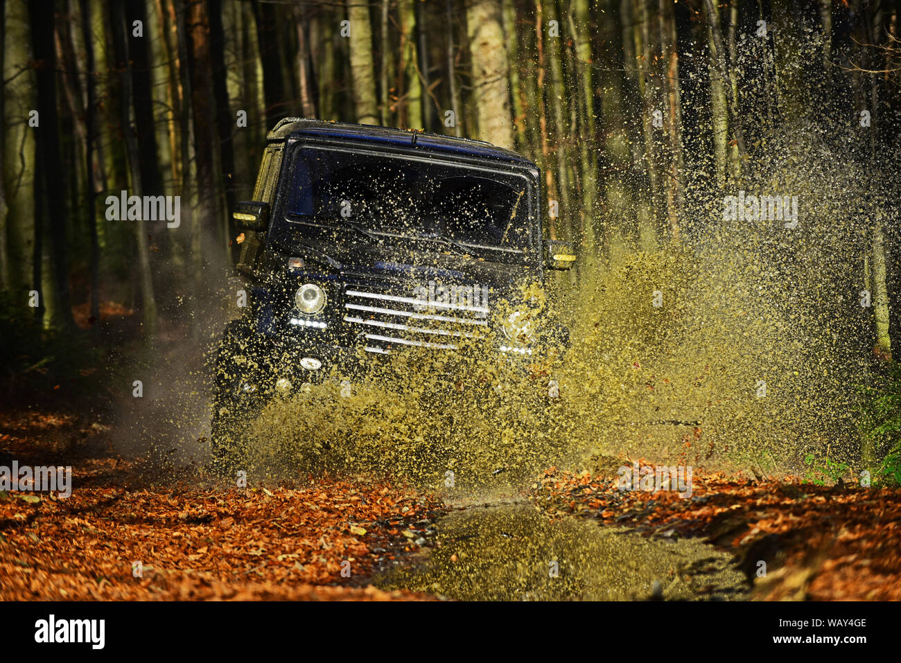 Offroad race on fall nature background. Car racing in autumn forest ...