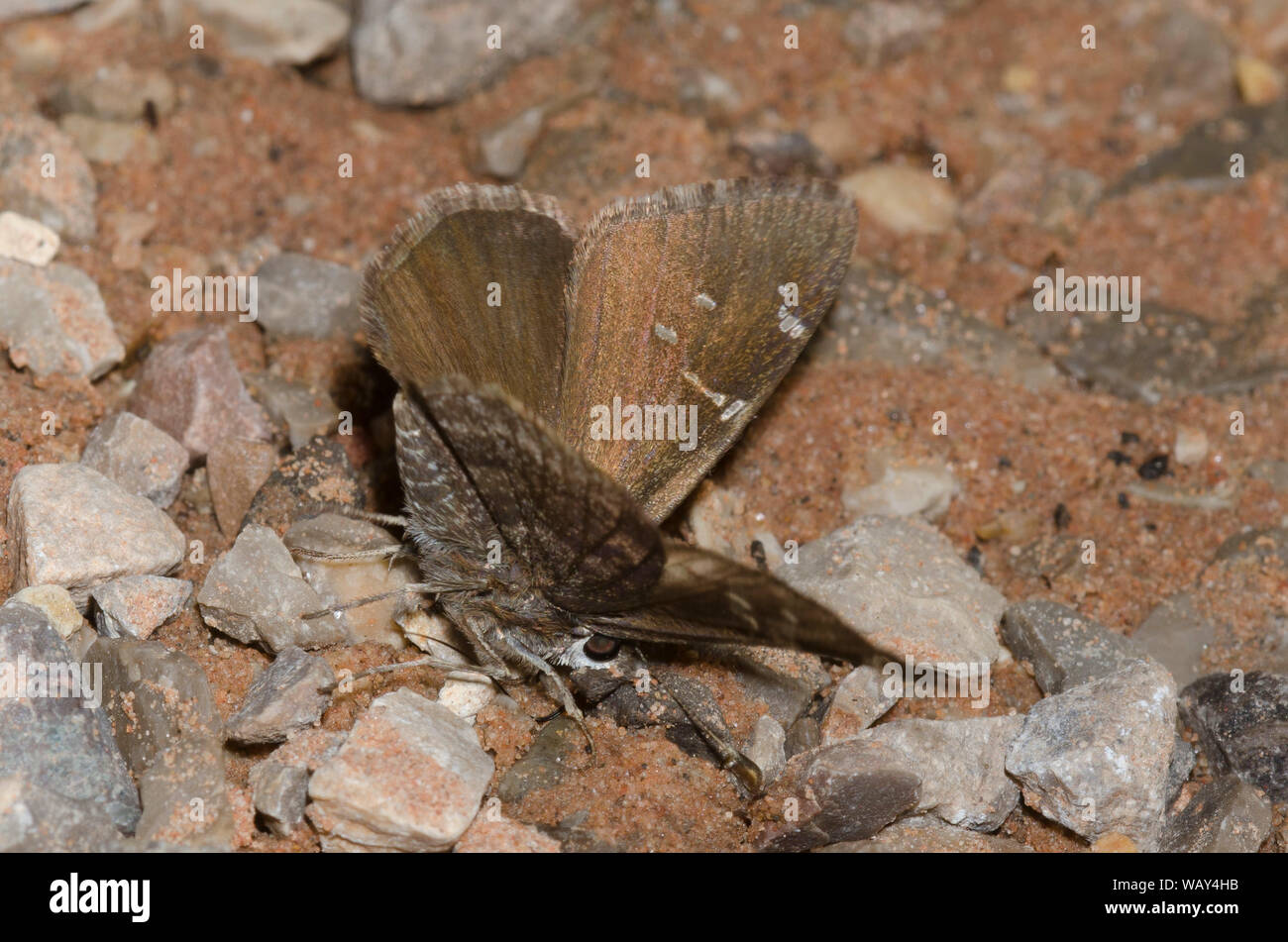 Outis hi-res stock photography and images - Alamy