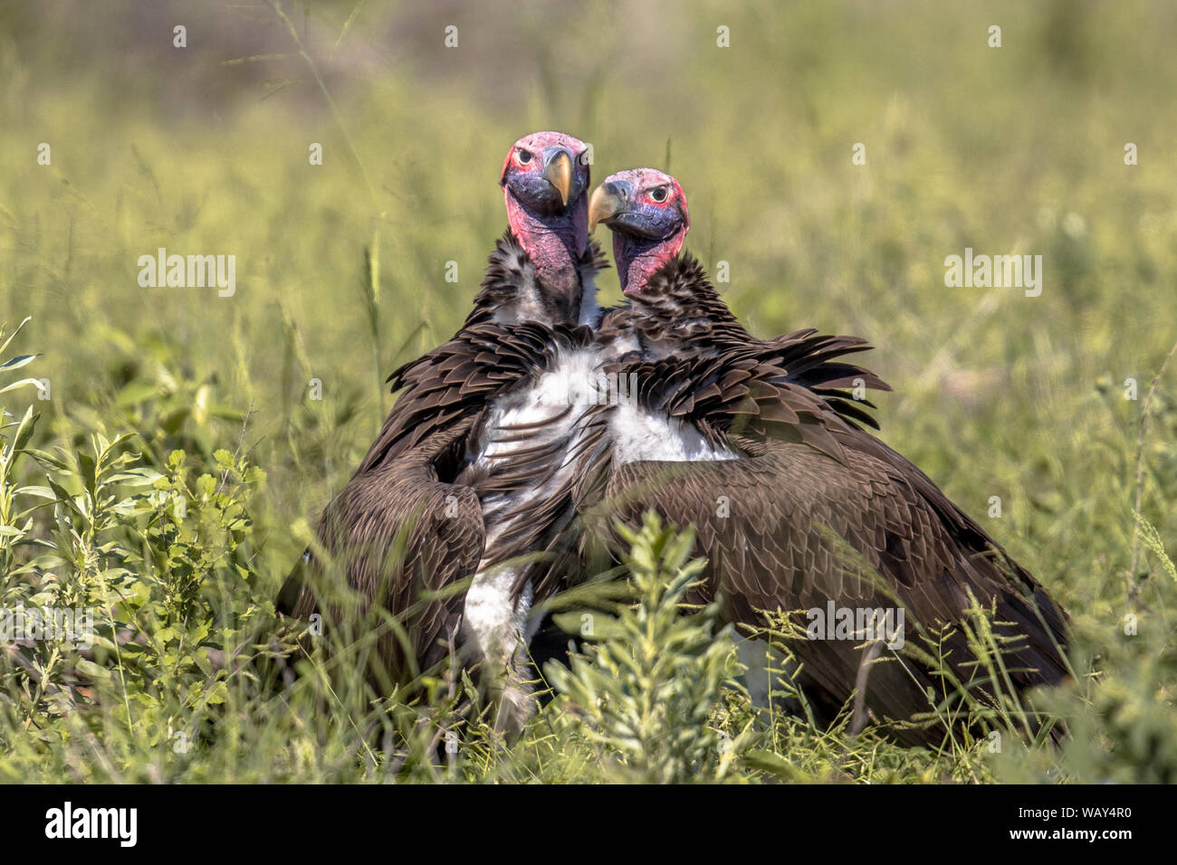 Kruger national park vultures hi-res stock photography and images - Alamy