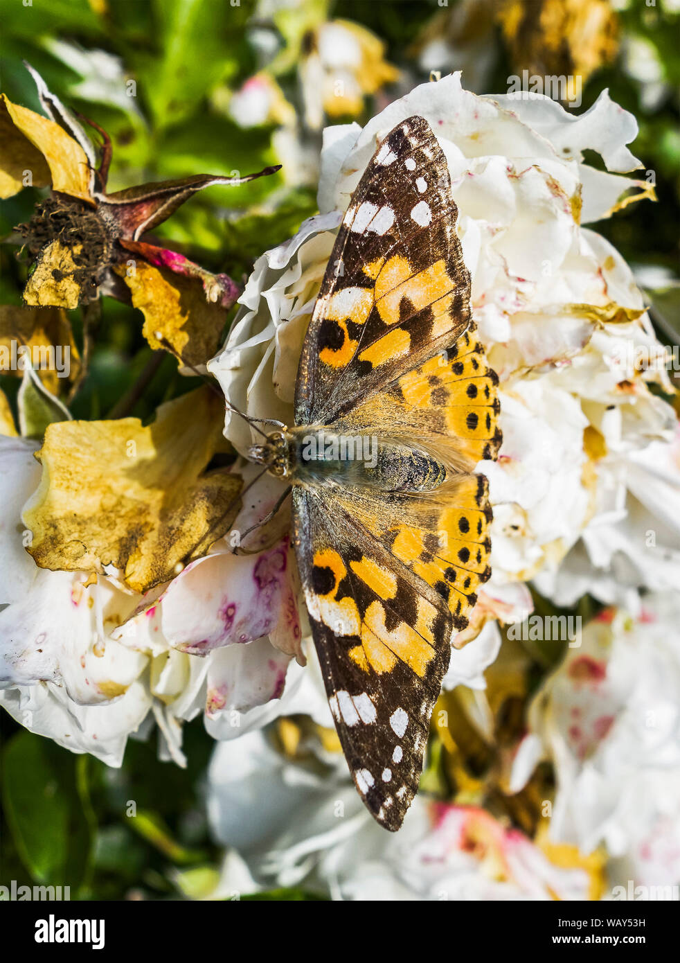 Painted Lady butterfly, Vanessa cardui, showing upper wings Stock Photo ...