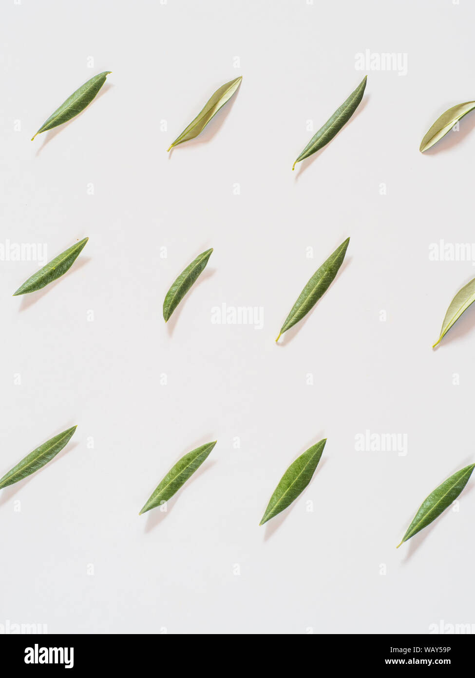 Olive leaves pattern on white background Stock Photo - Alamy