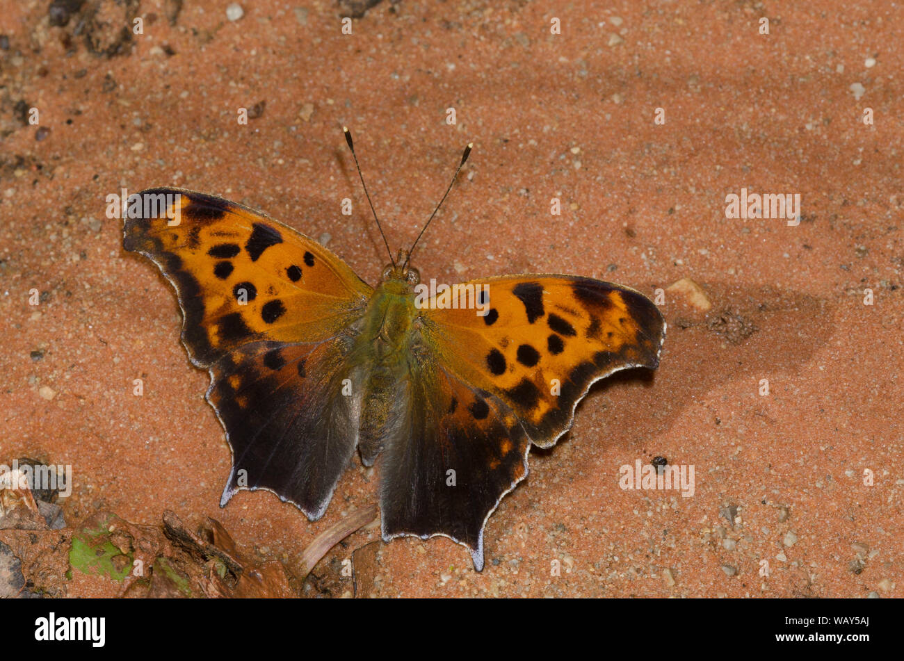 Question Mark, Polygonia interrogationis, mud-puddling Stock Photo - Alamy