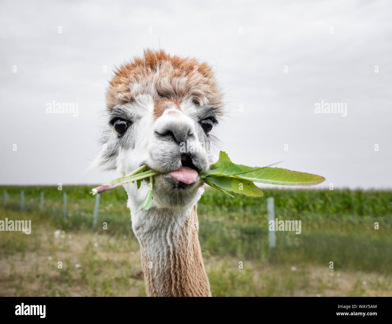 Animals eating plants hi-res stock photography and images - Alamy