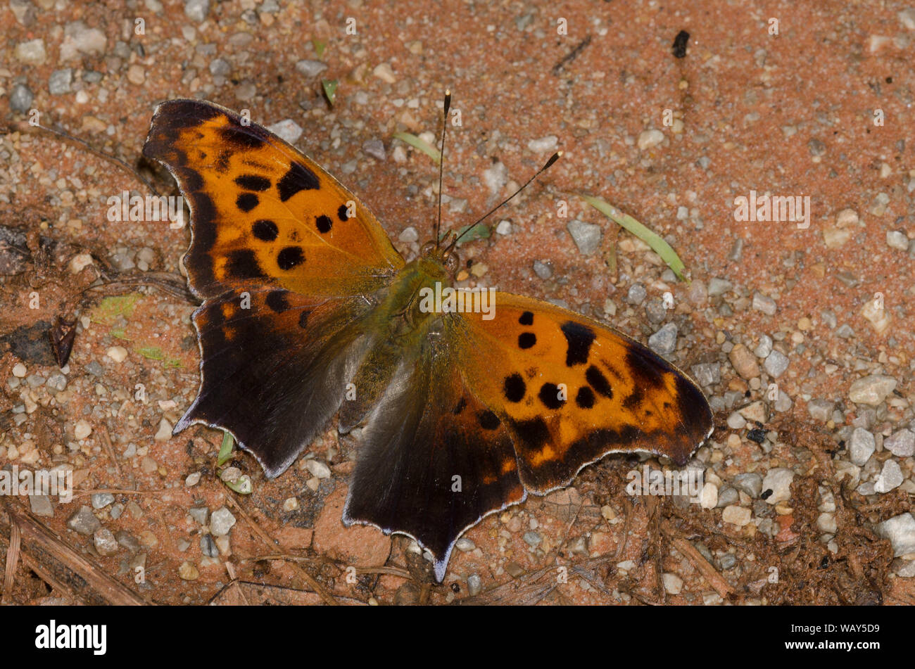 Question Mark, Polygonia interrogationis, mud-puddling Stock Photo - Alamy