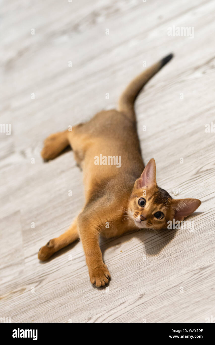 Abyssinian kitten. Ancient cat breed. Favorites of Egyptian pharaohs ...