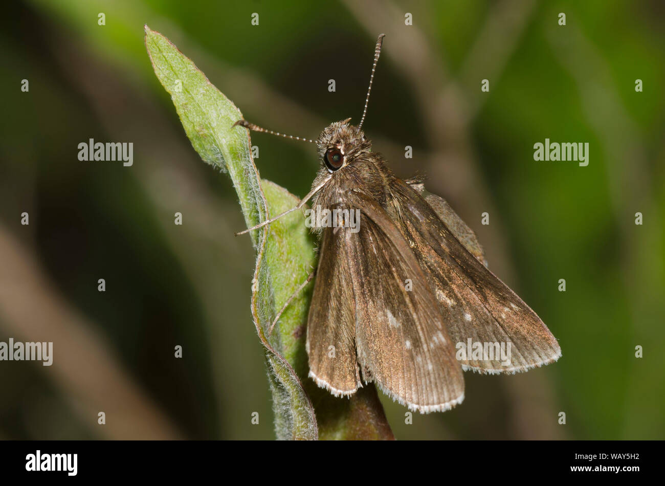 Roadside skipper hi-res stock photography and images - Alamy