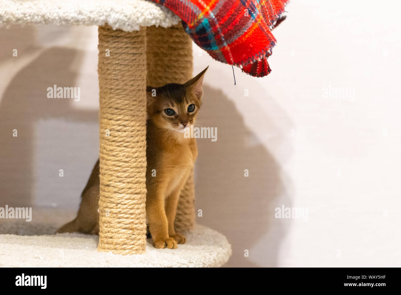 Abyssinian kitten. Ancient cat breed. Favorites of Egyptian pharaohs ...
