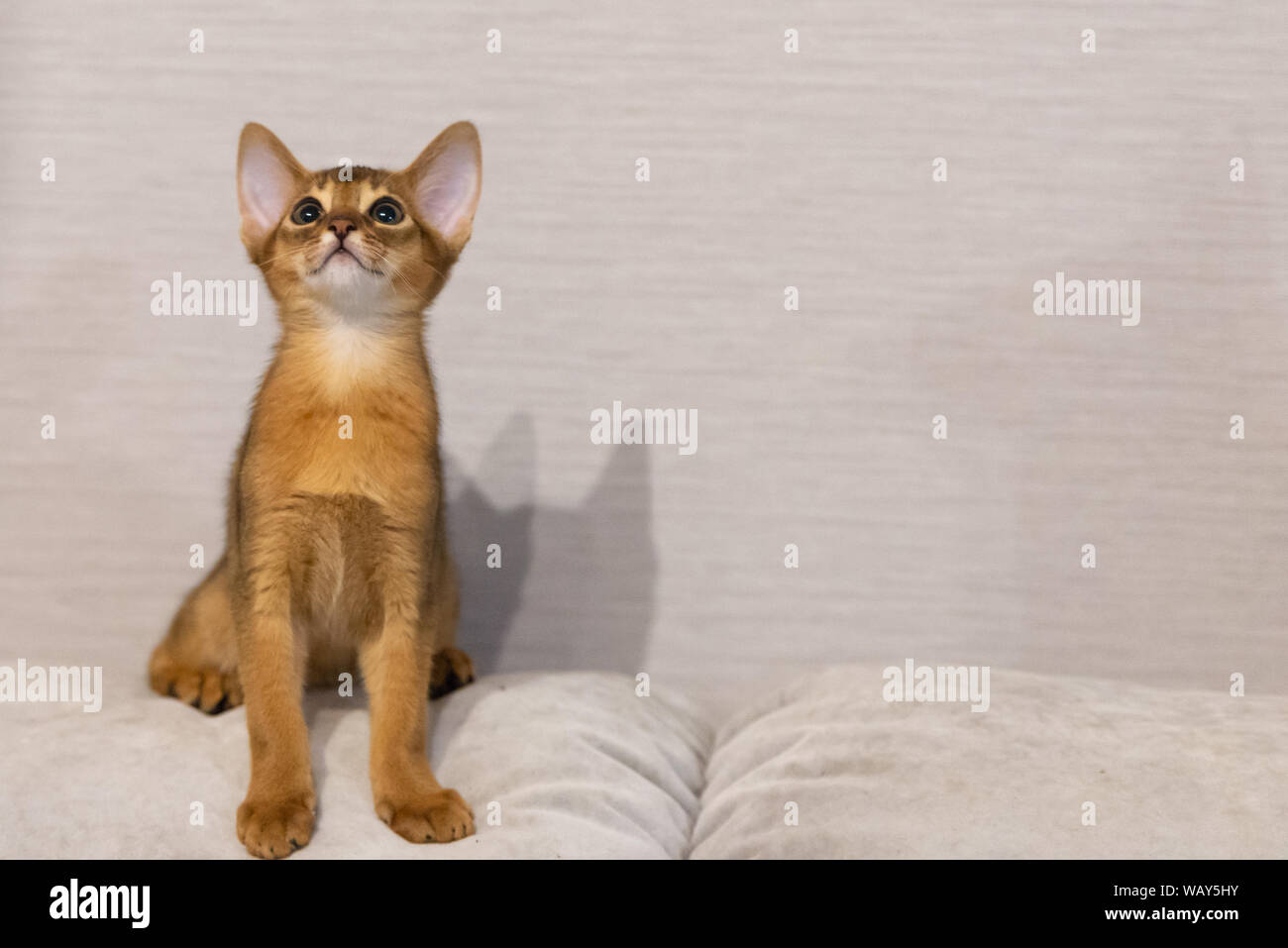 Abyssinian kitten. Ancient cat breed. Favorites of Egyptian pharaohs ...